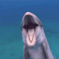Dolphin Gif - IceGif
