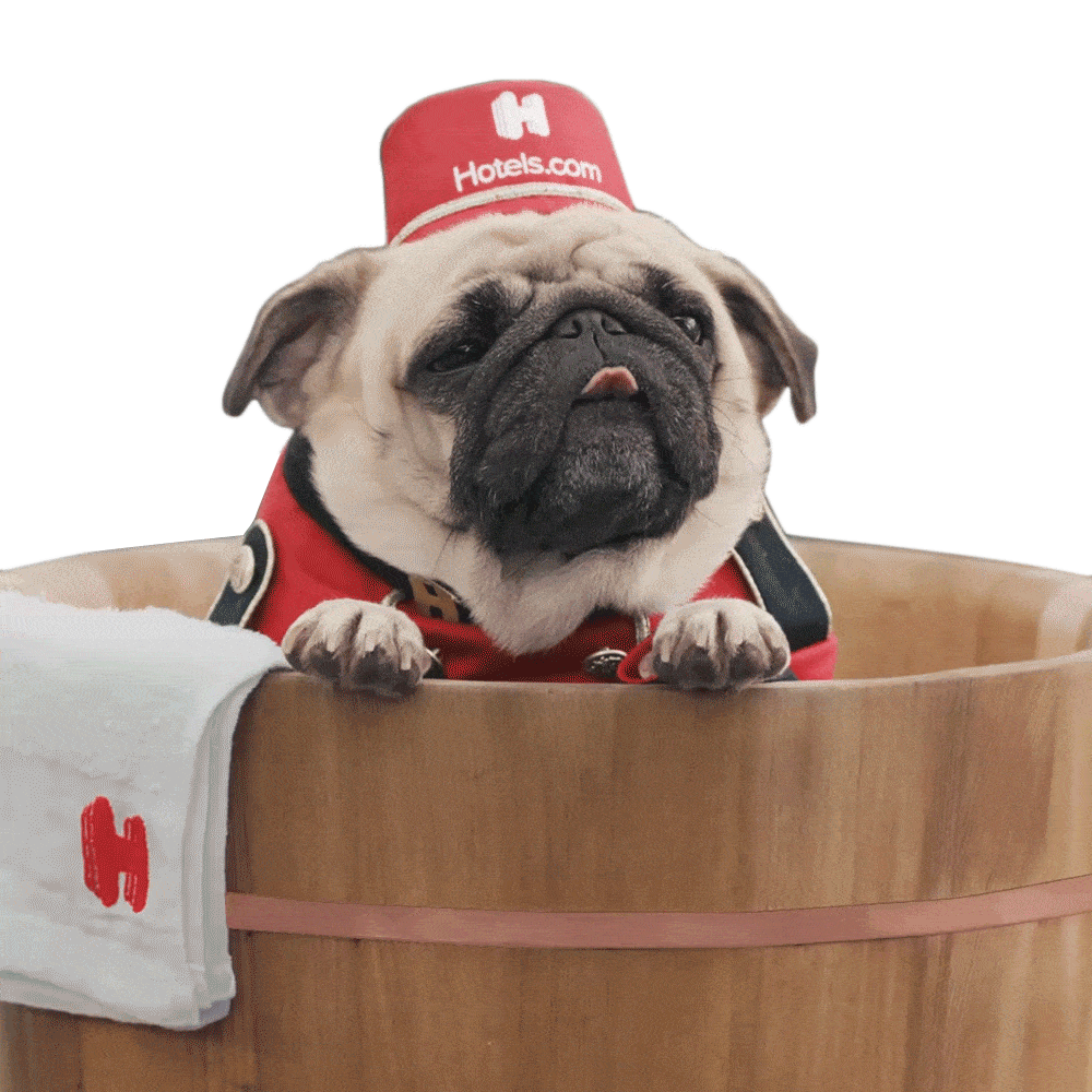 Pug Gif IceGif
