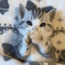 Cute Cats Pictures Gif Infoupdate